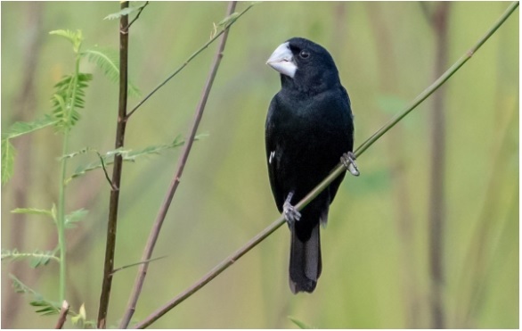 O Bicudo :: Criatório Horto